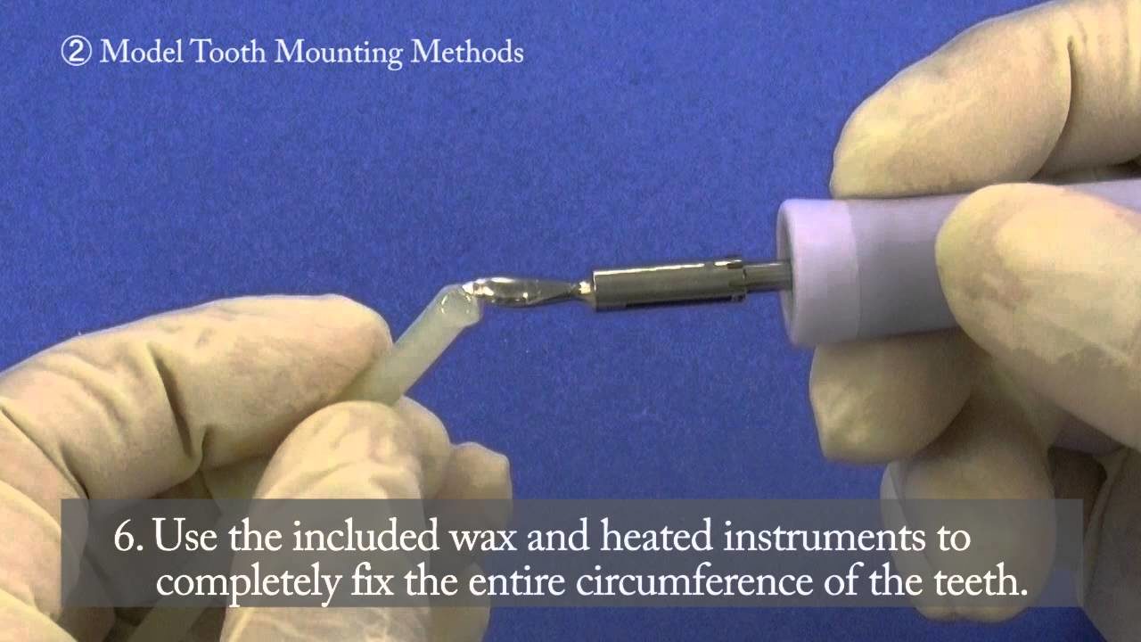 Electrical Root Canal Length Measurement Training Model Jaw [CON1002 ...