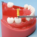 Endodontics Area | Root Canal Length Measurement Model [CON1001-UL-HD ...