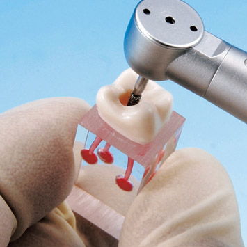 Endodontics Area | Root Canal Model [S7 Series]