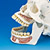 Tooth Anatomy Area | Skull Model [ANA1002-T]